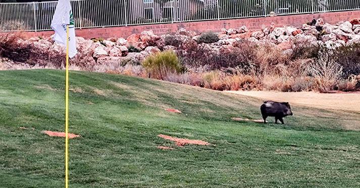 Javelina play nicely at the Agave Highlands Golf Course | Features ...