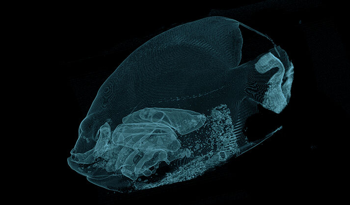 Fish with a funny float gets a CT scan at the Denver Zoo | Odd ...