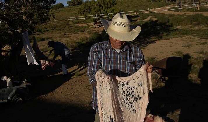 Navajo sheep herding at risk from climate change. Some young people ...