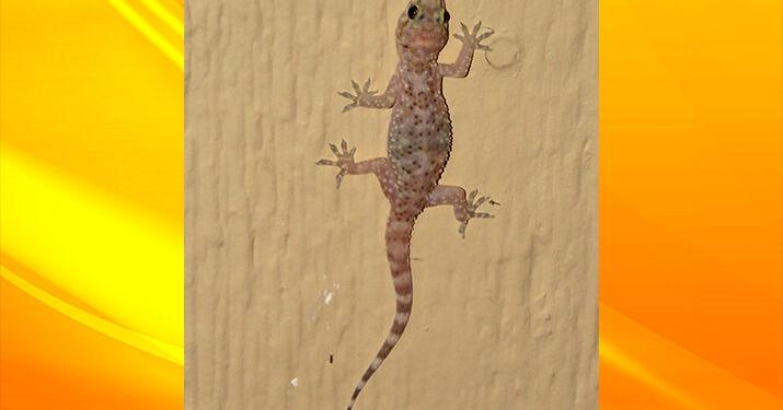 Western Light: Arizona Gecko | Features | verdenews.com