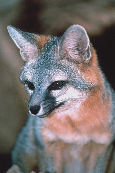 Rabies continues to spread in Northern Arizona | News | verdenews.com