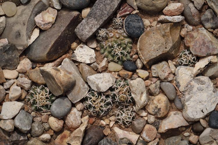 New Museum of Northern Arizona exhibit explores how plants respond to ...