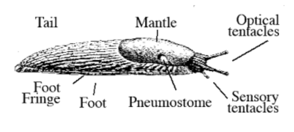 Diggin’ in the Dirt: A Bit About Slugs | In Other Words ...