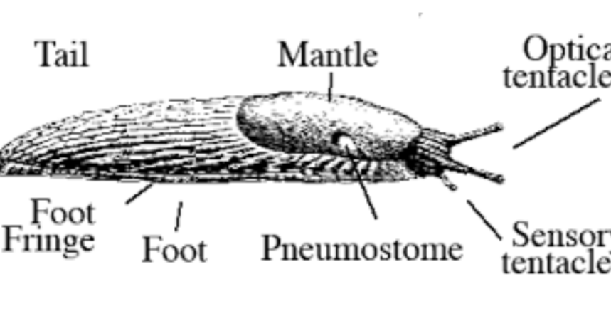 Diggin’ in the Dirt: A Bit About Slugs | In Other Words ...
