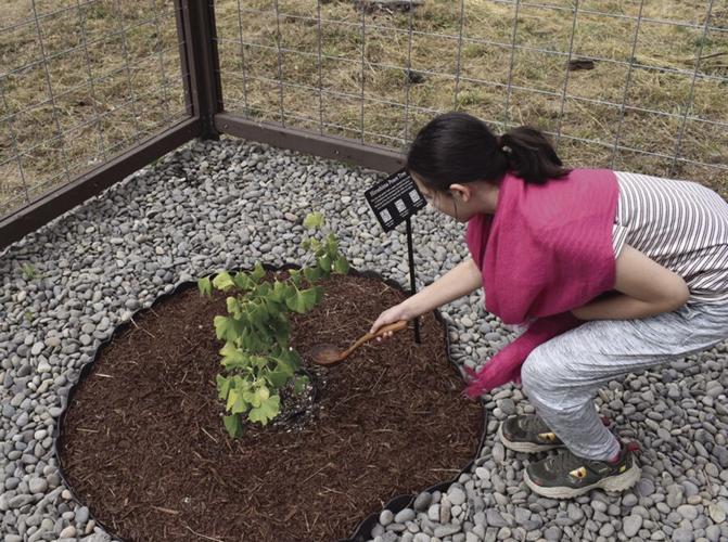 Hiroshima Peace Tree Dedication | Community News | vernoniasvoice.com