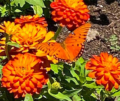 Grow For It! Welcome, Gulf Fritillary butterflies | Spotlight Columns ...