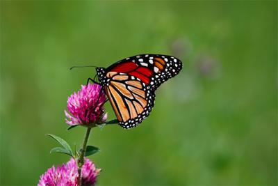 Grow For It! Why do home gardeners need to support pollinators ...