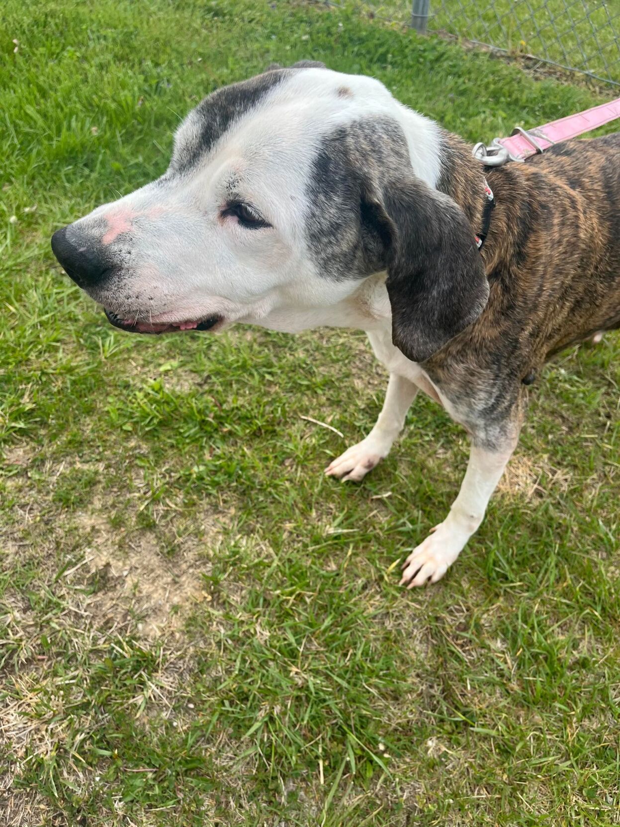 Vinton County Dogs of the Week | News | vintonjacksoncourier.com