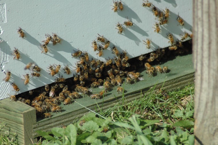 Bee careful! Honey bees hold mass meeting at courthouse | News ...