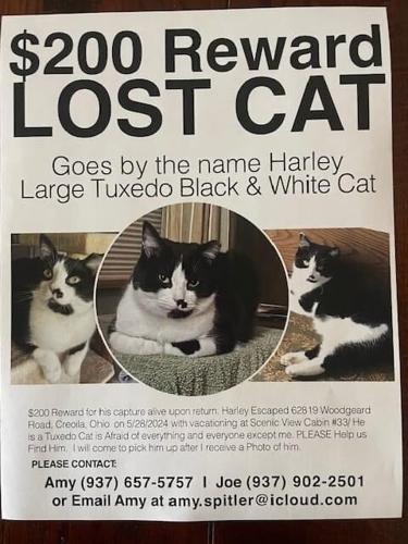 Reward for lost cat | Community | vintonjacksoncourier.com