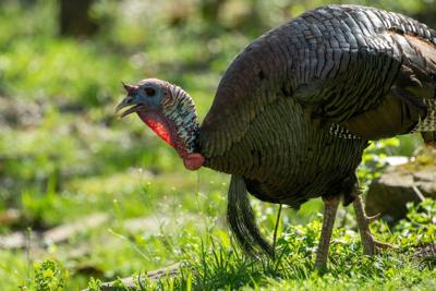Ohio’s spring wild turkey hunting seasons open in April | Community ...