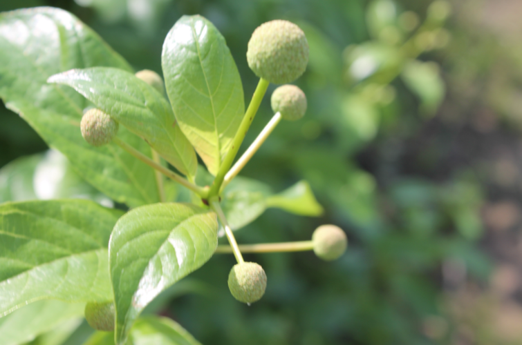 Lake Rupert | Uploaded Photos | vintonjacksoncourier.com