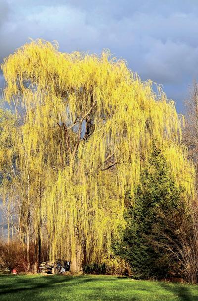 Weeping gold | Outdoors | vtcng.com