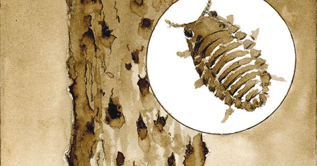 cryptococcus fagisuga