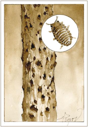 cryptococcus fagisuga