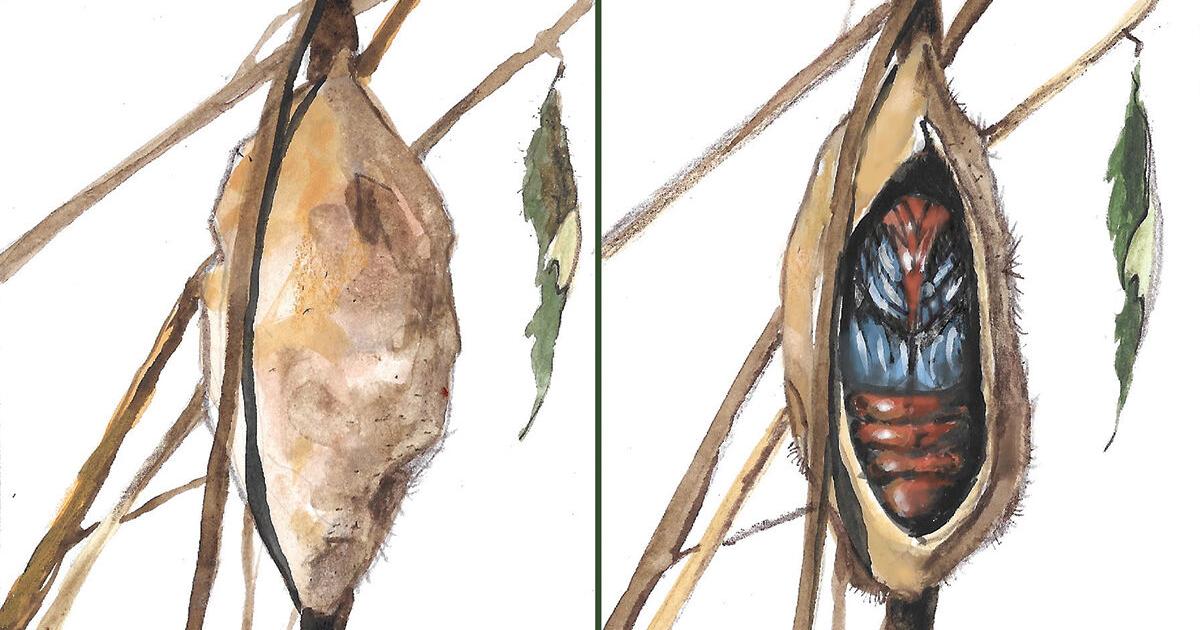 silk moth cocoon identification