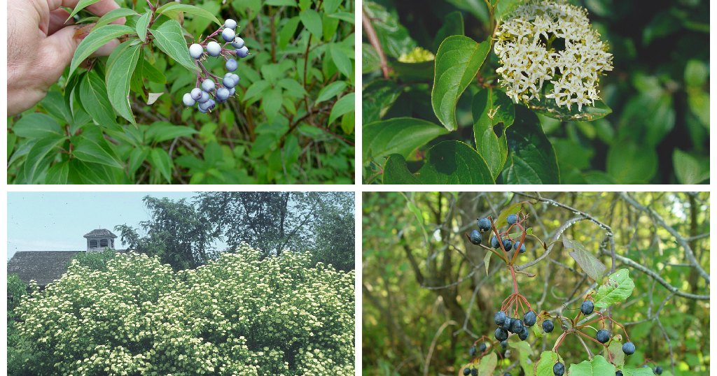 Choose native plants for gardens | Vermont Made | vtcng.com