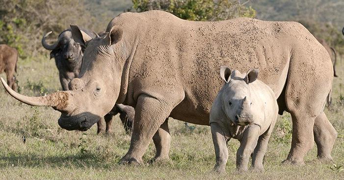 Father-daughter duo to lead ‘Adventure for Rhinos’: Peter and Tara Hetz ...