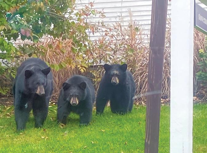 Vermont’s bear population hits a 5-year high | State News | vtcng.com