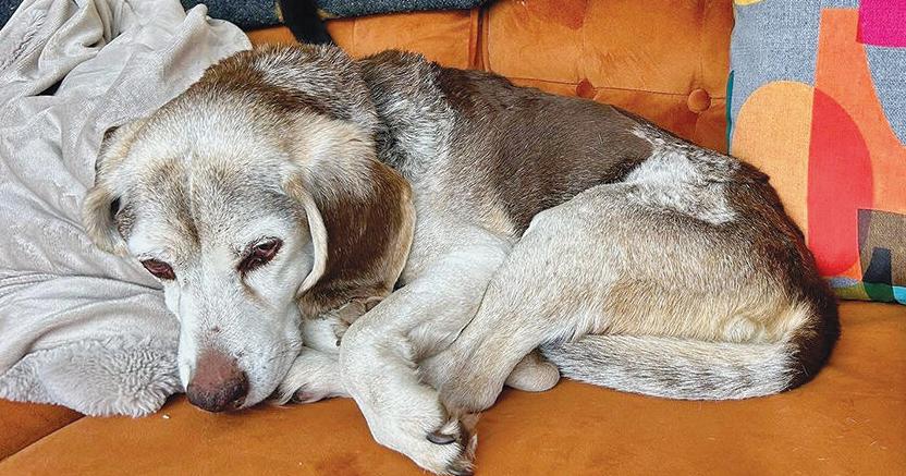 Missing beagle home after a month out in the cold | Vermont Made ...