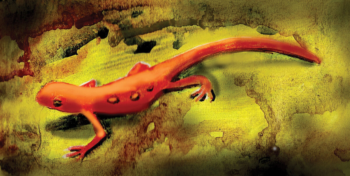 The many lives of the Eastern newt | Outdoors | vtcng.com