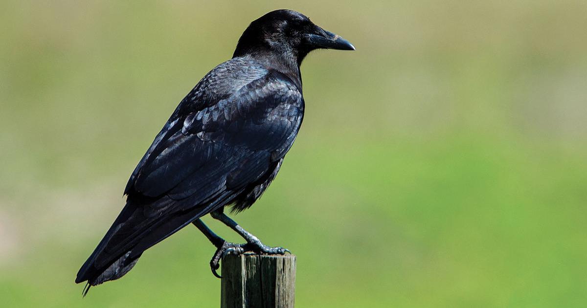 Quid pro crow? | Local News | vtcng.com