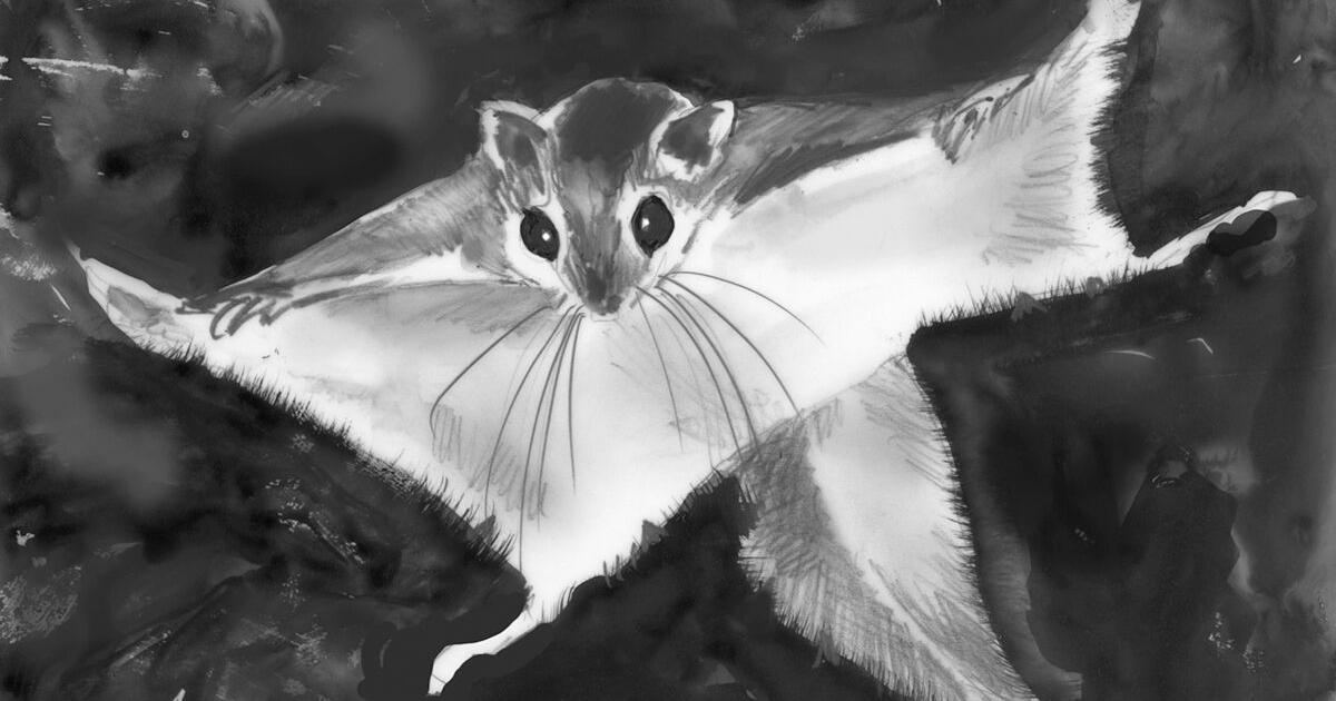 funny flying squirrel