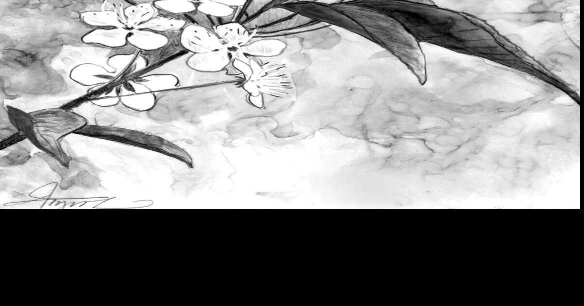 Native cherry trees bring spring beauty, ecological gold | Outdoors ...