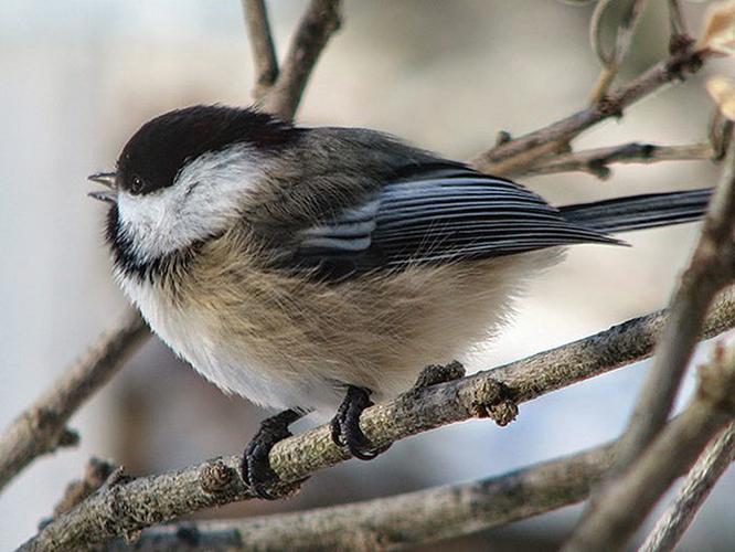 chickadee magazine promo code