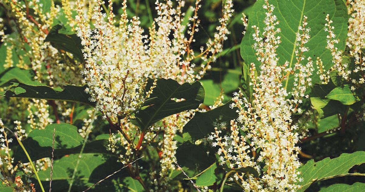 Learn how to win battle against invasive plants | Community | vtcng.com