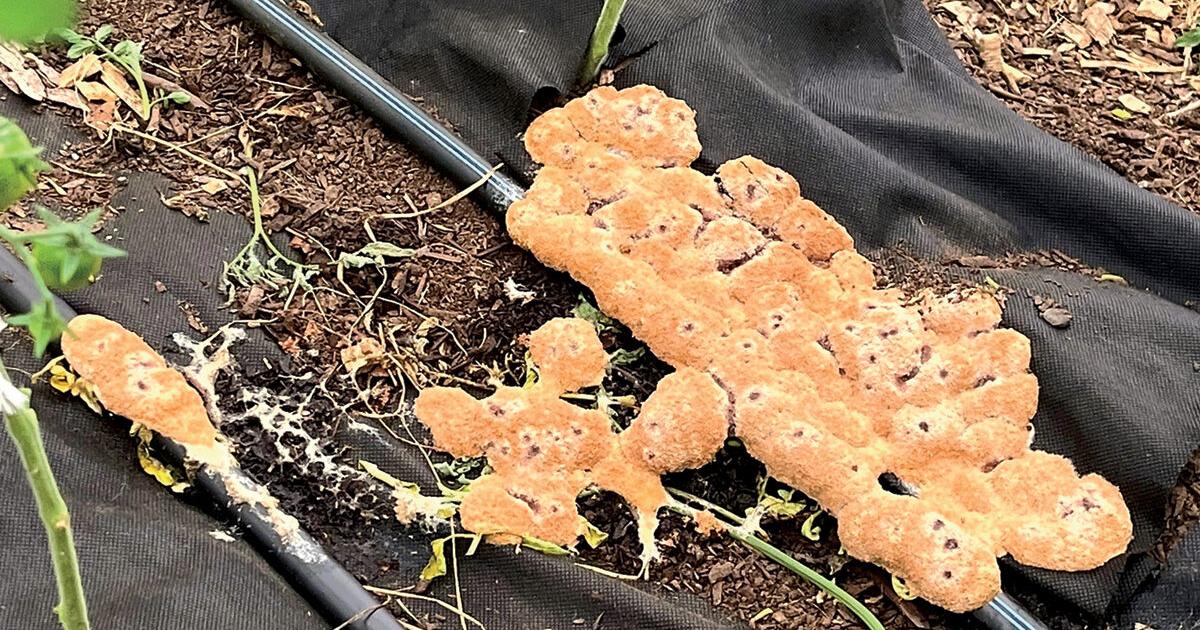 Wet weather brings slime mold | Noteworthy | vtcng.com