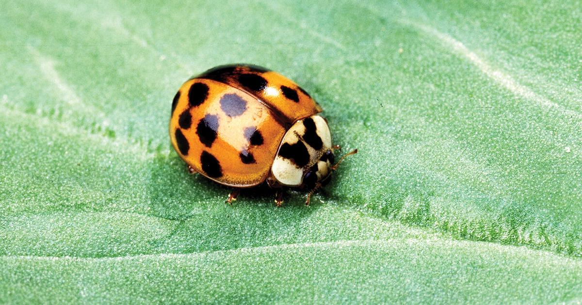 Home invasions of the insect kind | HOME | vtcng.com