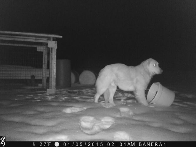 Murphy, the lost and found dog, crosses the rainbow bridge | Local News ...