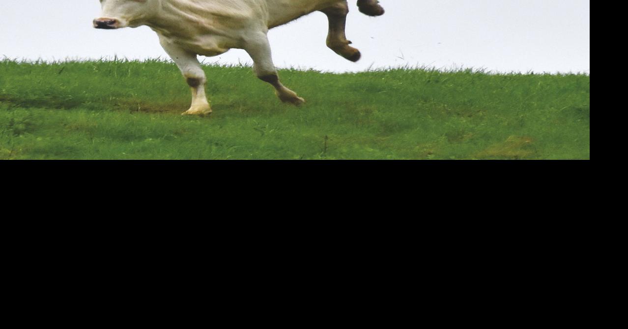 Cows gone wild | Multimedia | vtcng.com