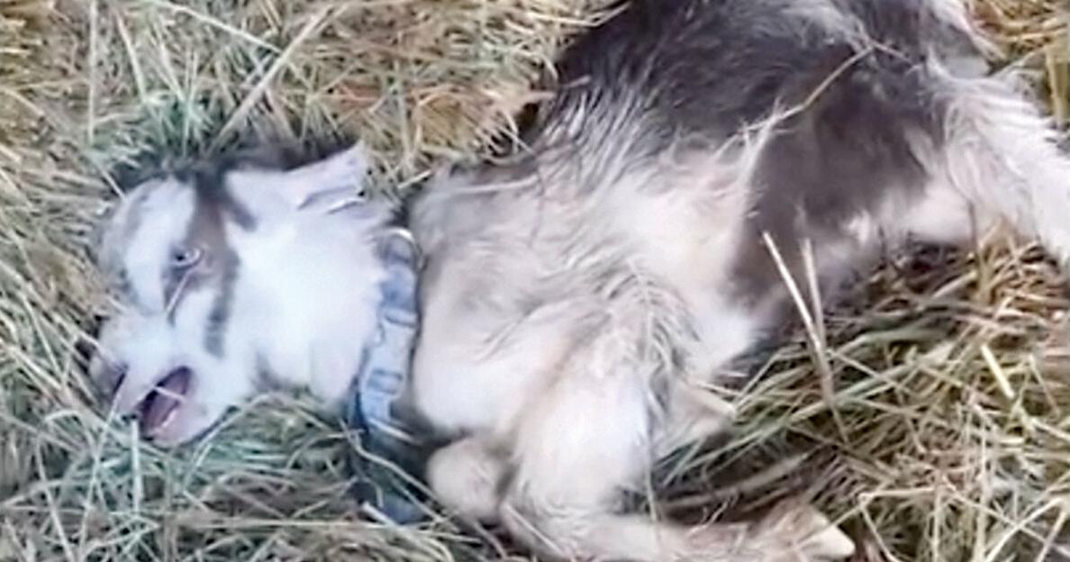 As baby goats died, residents seeking help hit roadblocks | Charlotte ...