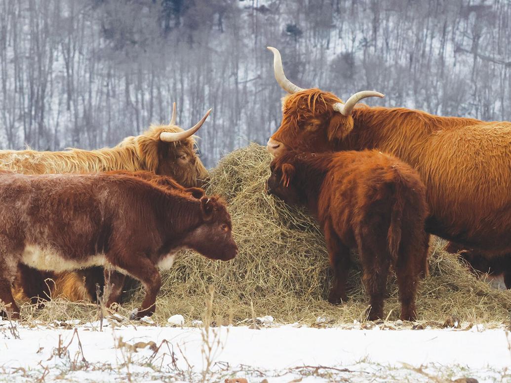 Hungry horns | Local News | vtcng.com