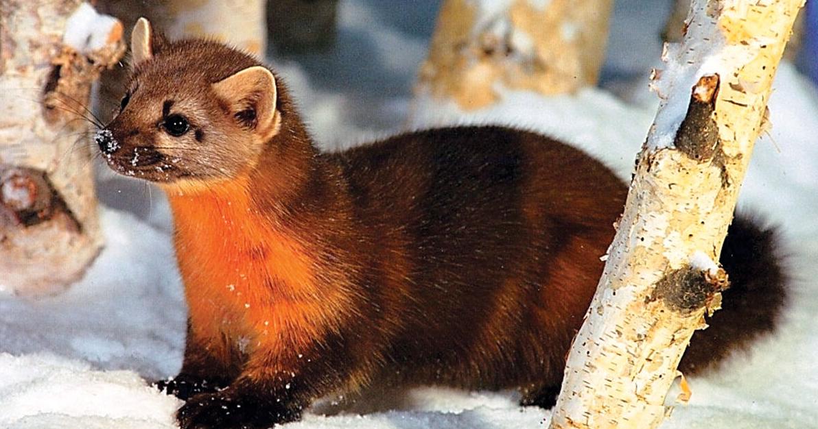 American marten reappears in Vermont, intriguing researchers | Outdoors ...