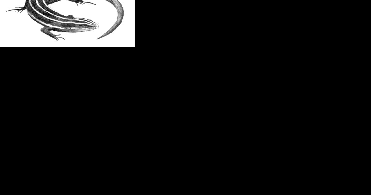 five lined skink coloring page