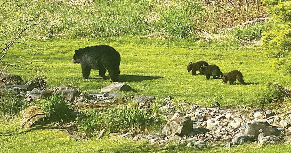Activists call for hounding ban as bear hunt talks resume | State News ...