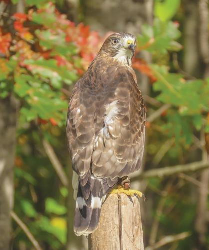 Meet three live raptors at Peoples | Community | vtcng.com