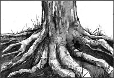 drawing tree roots