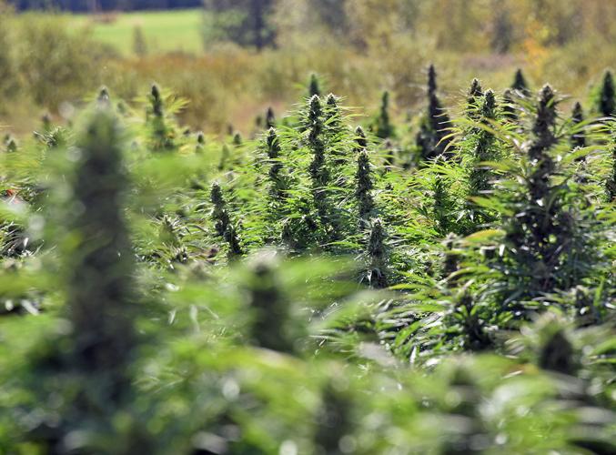 Rush is on to turn hemp into cash | State News | vtcng.com
