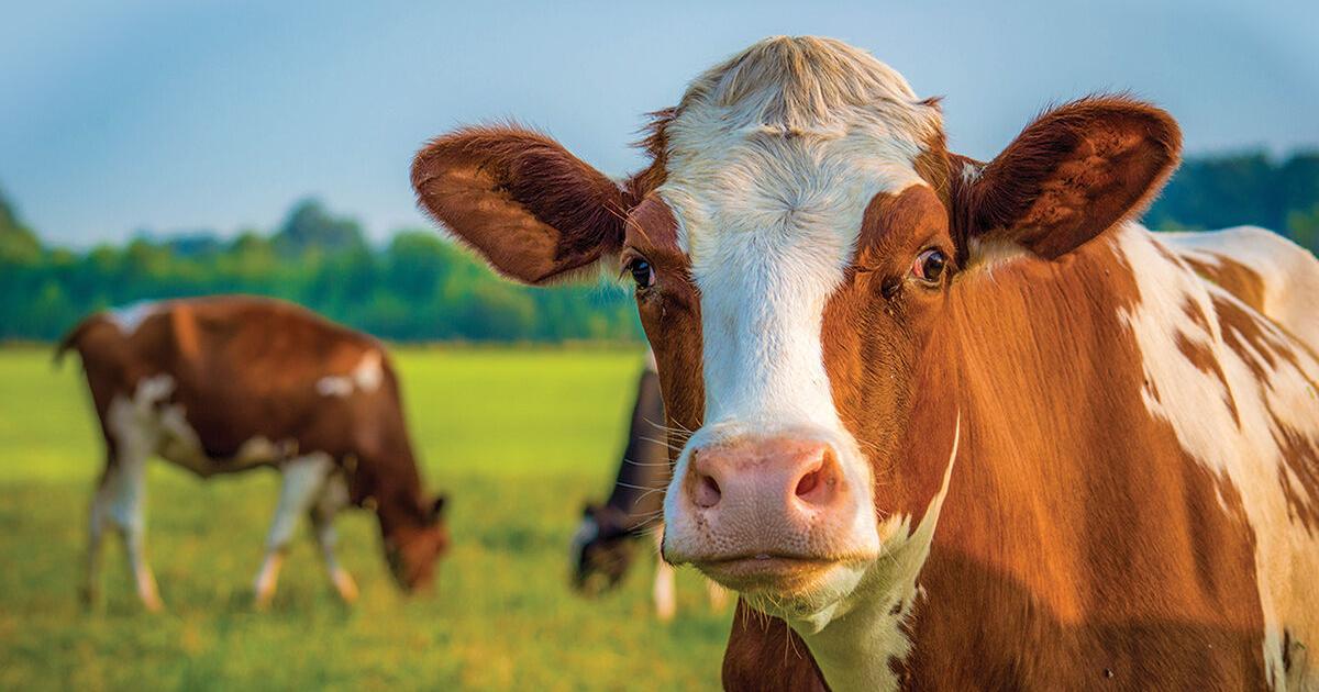 which cows are brown