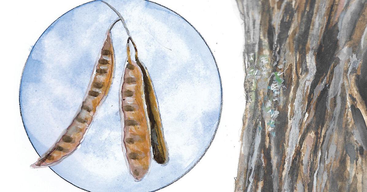 Black locust: Getting to roots of an invasive species | Outside | vtcng.com
