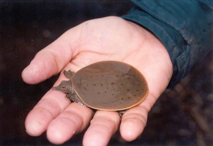 spiny softshell turtle baby