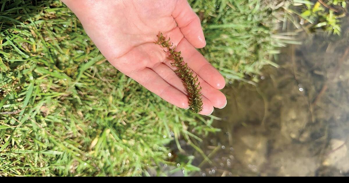 Boat launch stewards fight invasives at ponds | Local News | vtcng.com