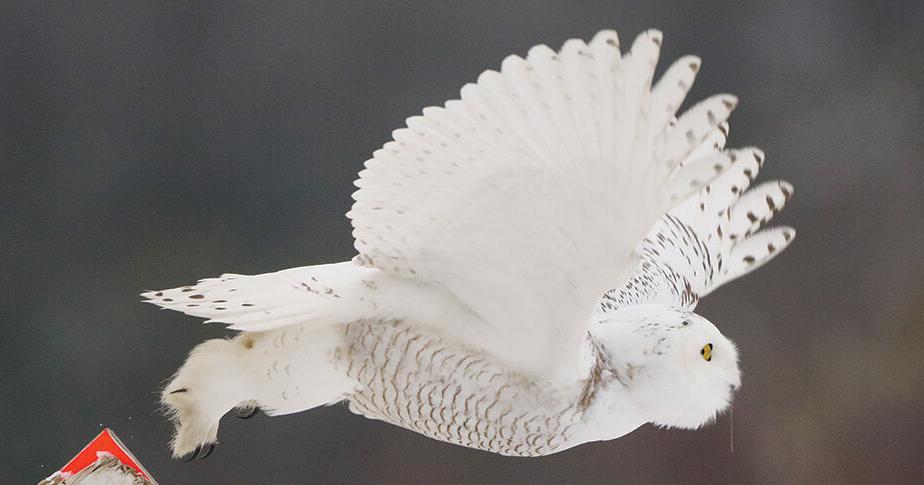 Snowy owls: Humans hoot with delight | Local News | vtcng.com