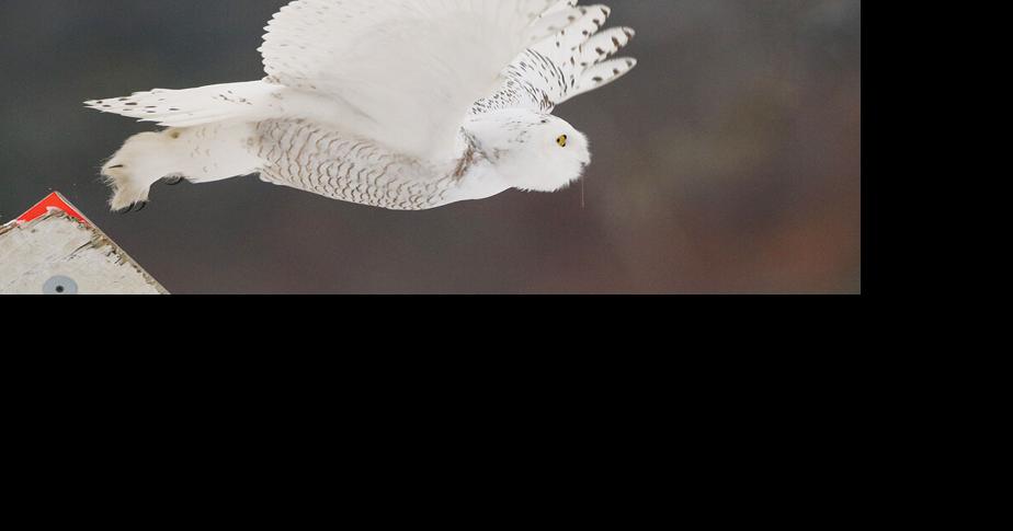 Snowy owls: Humans hoot with delight | Local News | vtcng.com