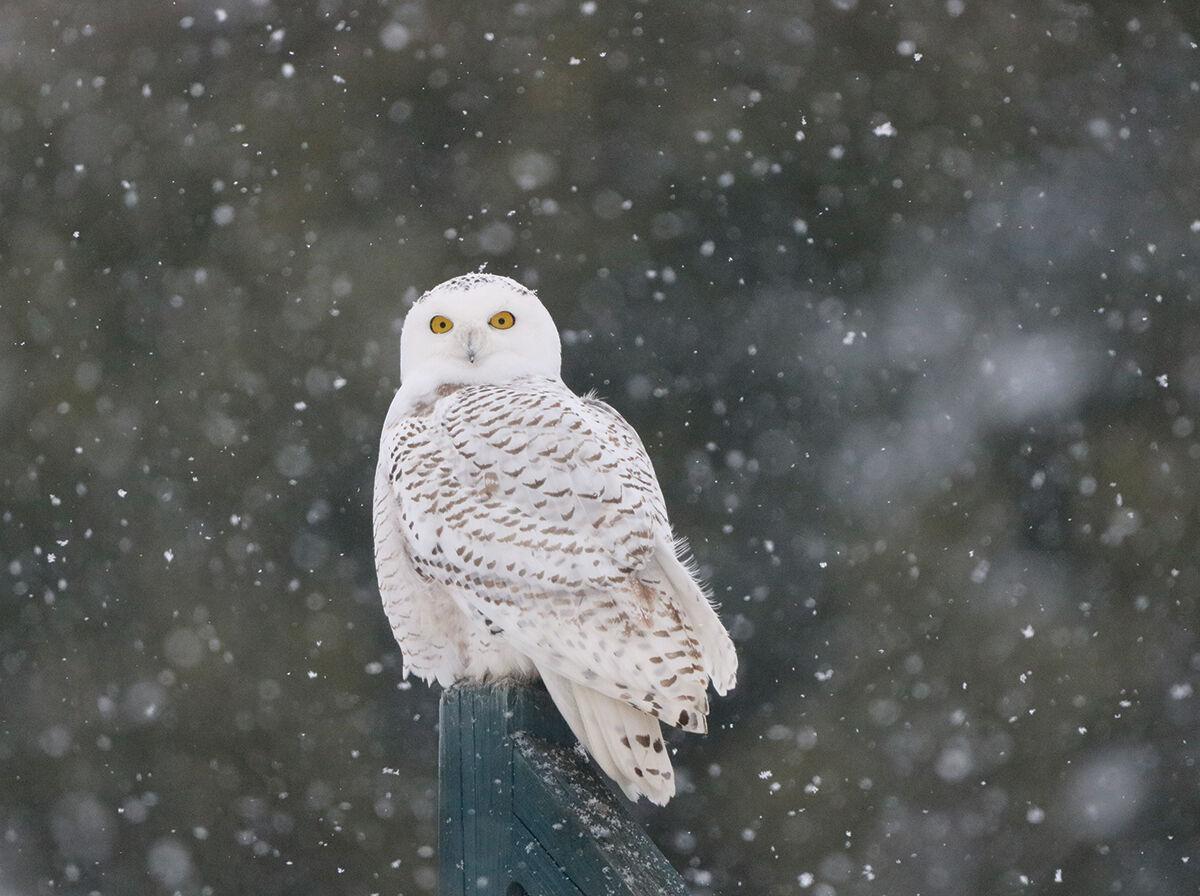 Snowy owls: Humans hoot with delight | Local News | vtcng.com