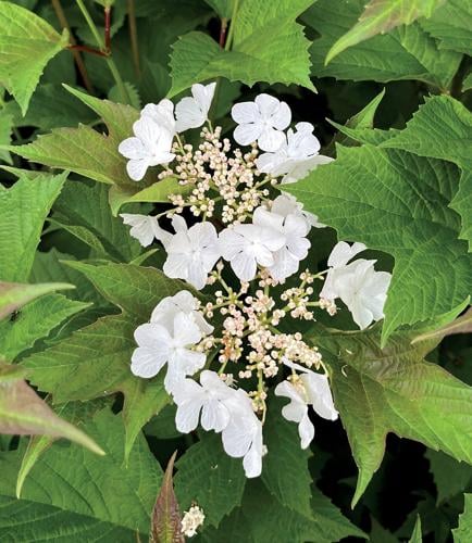 Attract pollinators to your garden with these great native shrubs ...